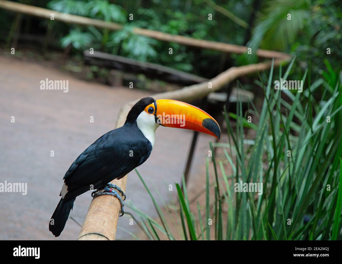Colorful tucan in the wild Stock Photo - Alamy