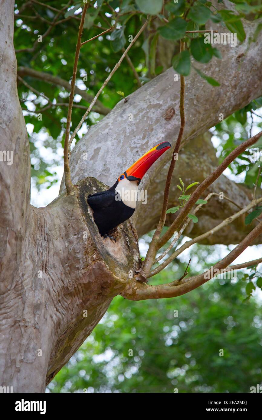 Colorful tucan in the wild Stock Photo - Alamy