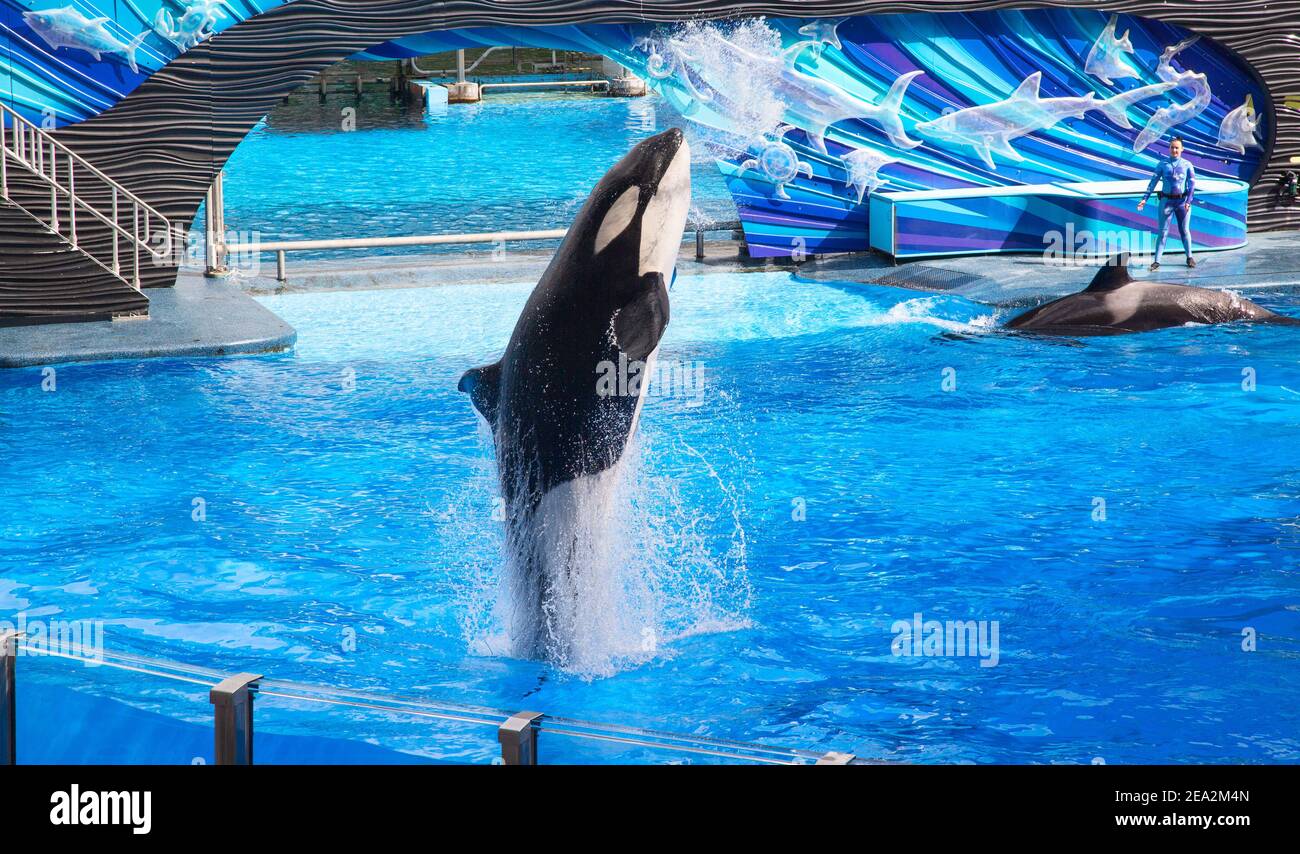 ORLANDO, FLORIDA, USA - DECEMBER 1, 2019: Unidentified people watching ...