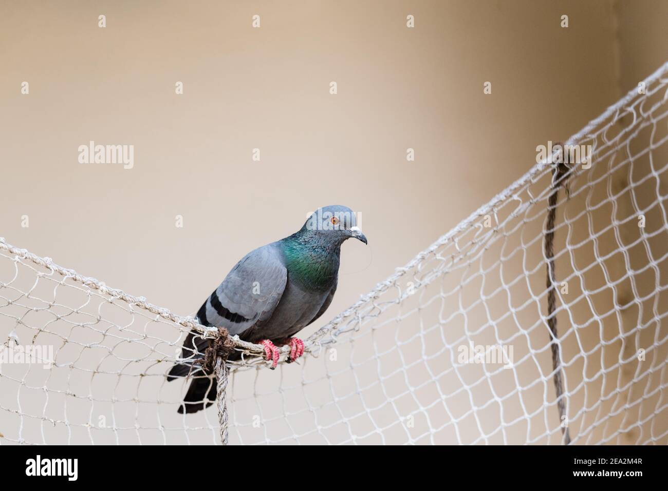 Silver dove hi-res stock photography and images - Alamy