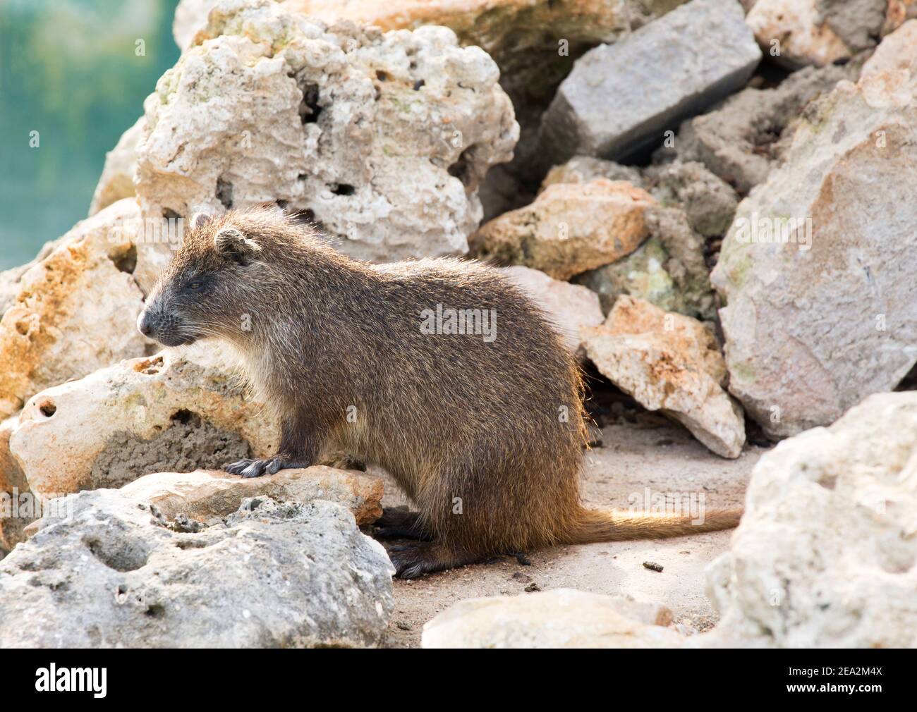 Hutia cuba hi-res stock photography and images - Alamy