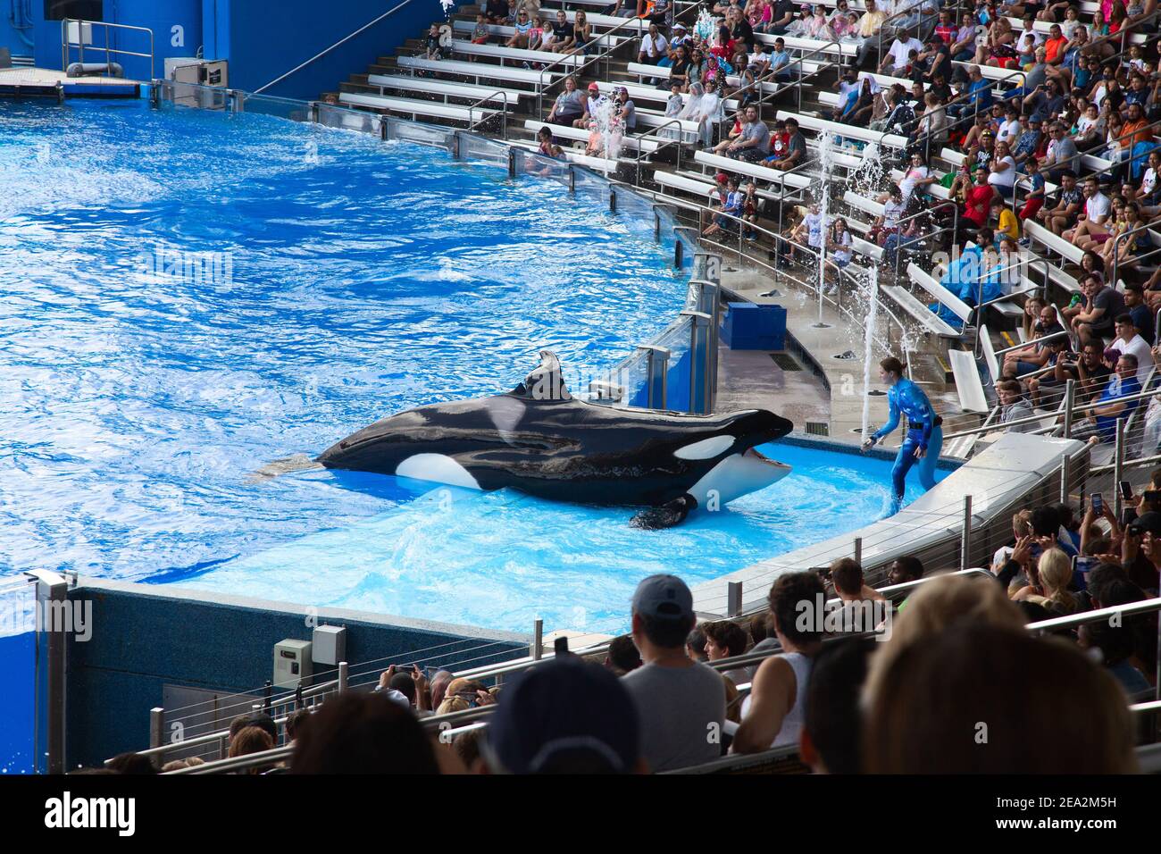 Sea world whale and trainer in water hi-res stock photography and ...