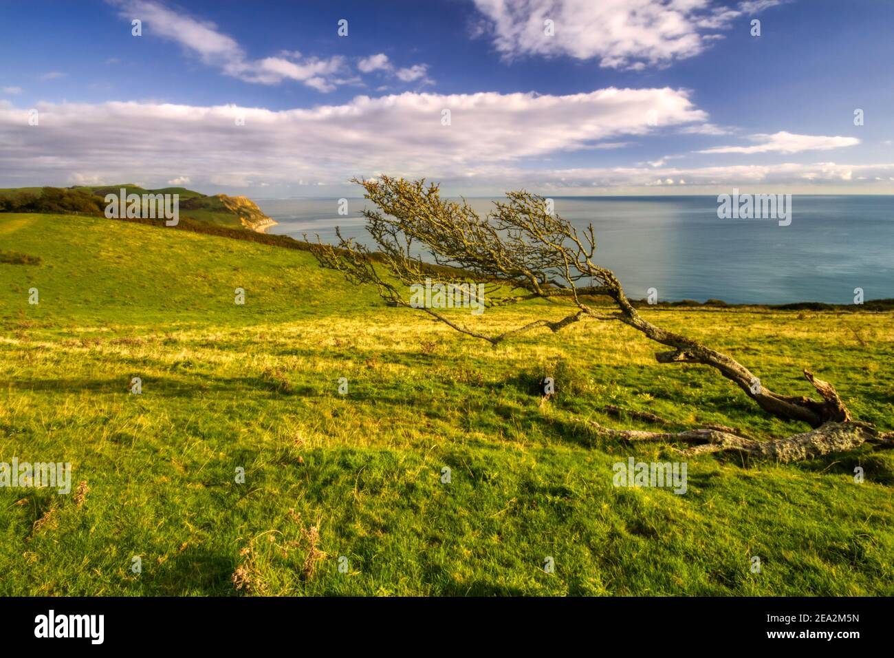 Windswept tree hi-res stock photography and images - Alamy