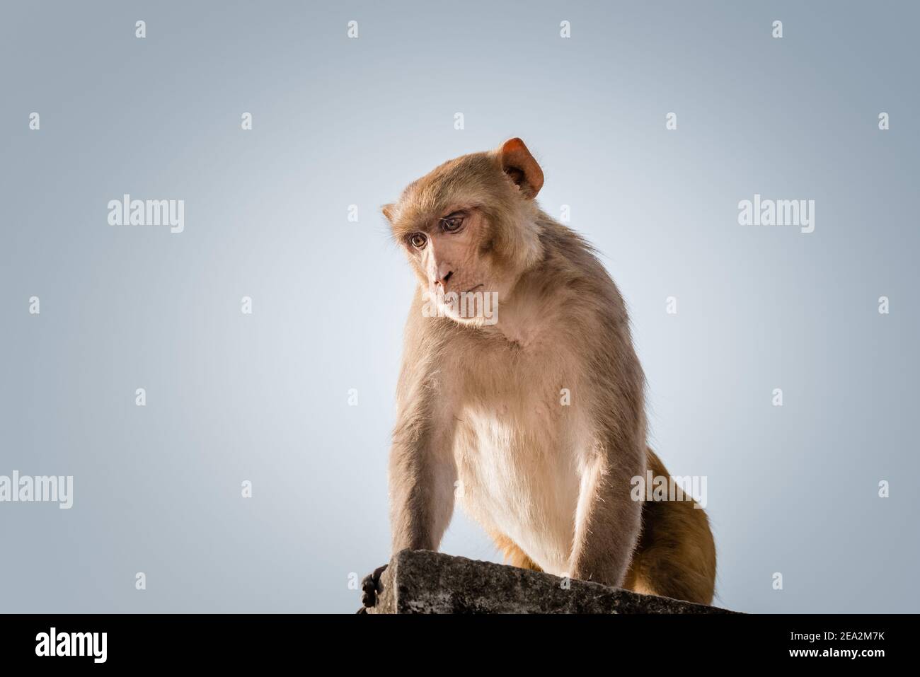 Rhesus macaque walking hi-res stock photography and images - Alamy