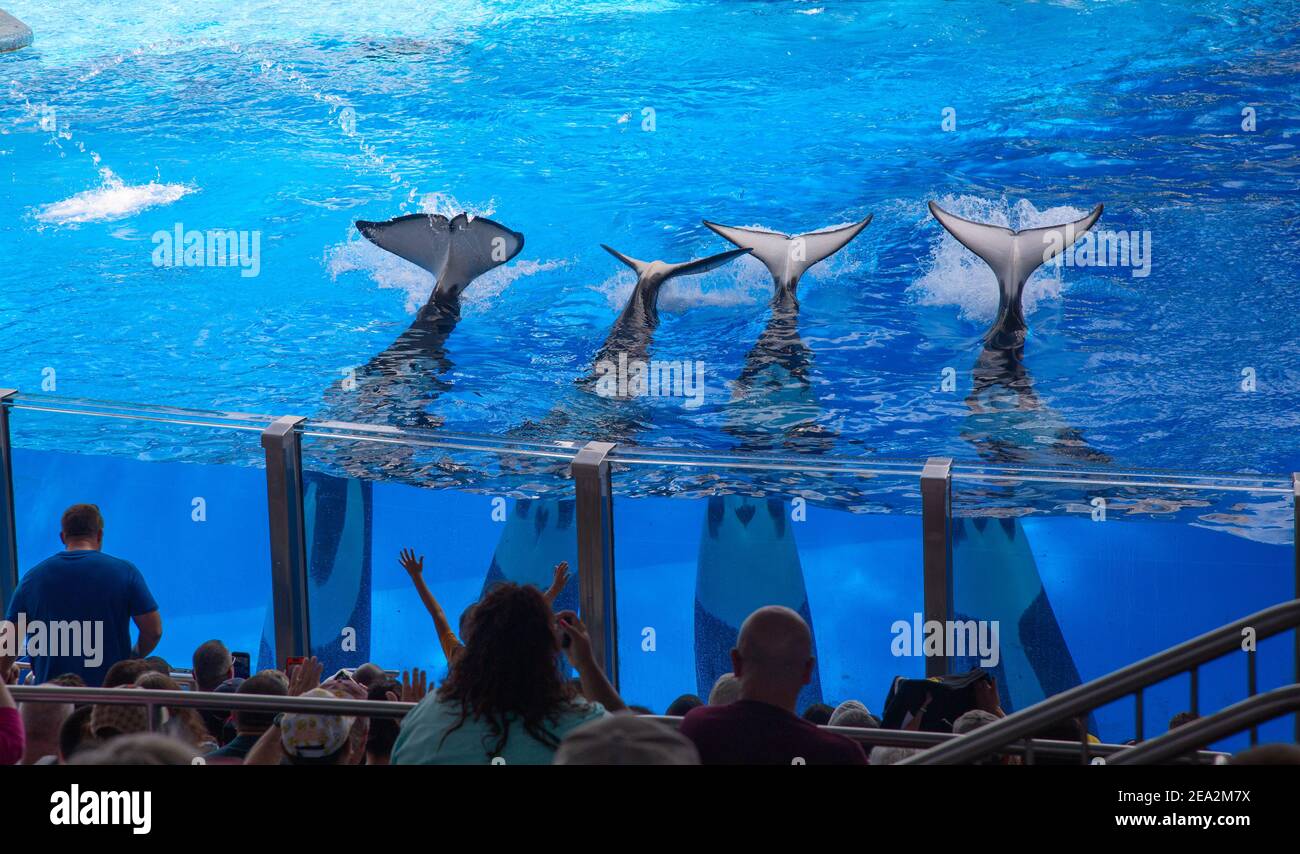Sea world whale and trainer in water hi-res stock photography and ...