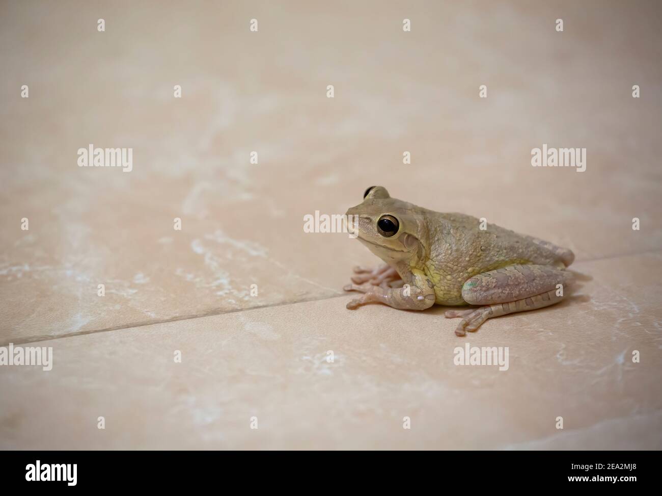 Cuban tree frog cuban tree frog hi-res stock photography and images - Alamy