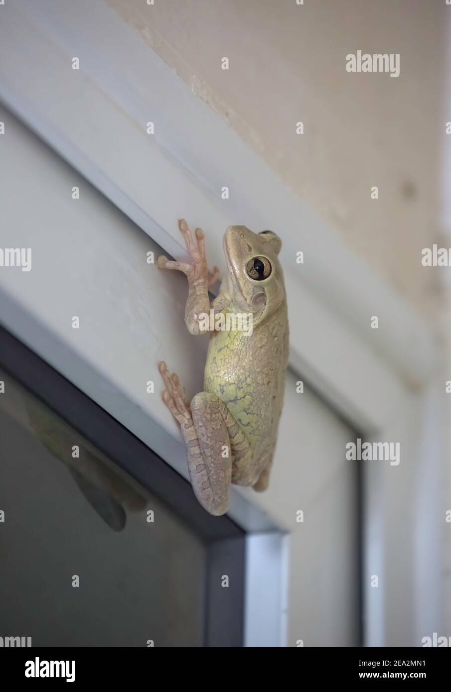 Cuban tree frog cuban tree frog hi-res stock photography and images - Alamy