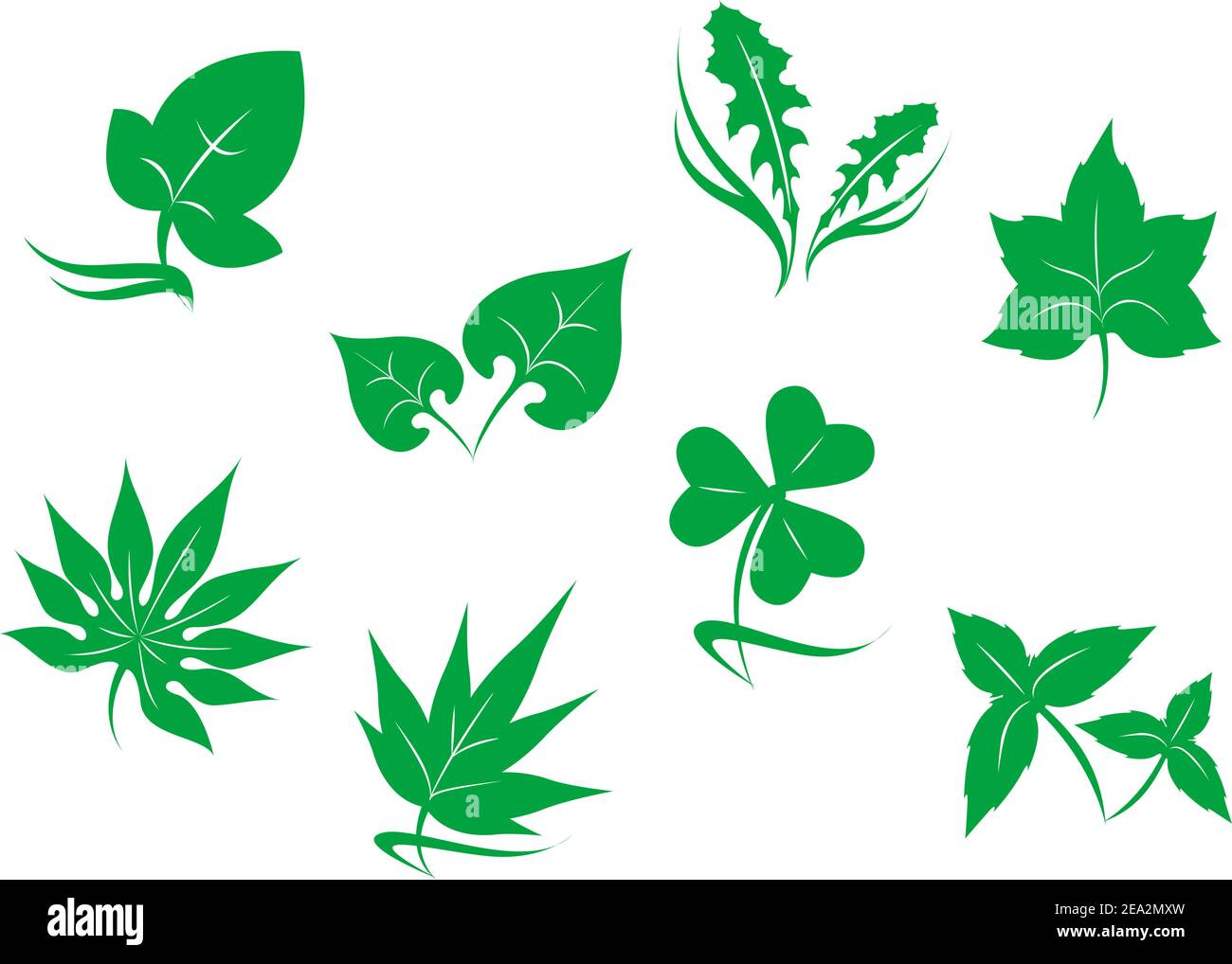 Fresh maple leaves on Stock Vector Images - Alamy