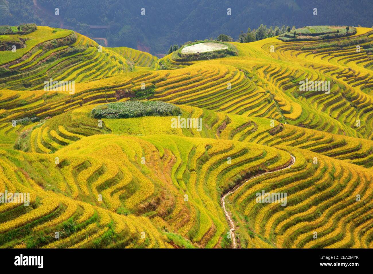 The Longsheng Rice Terraces(Dragon's Backbone) also known as Longji ...