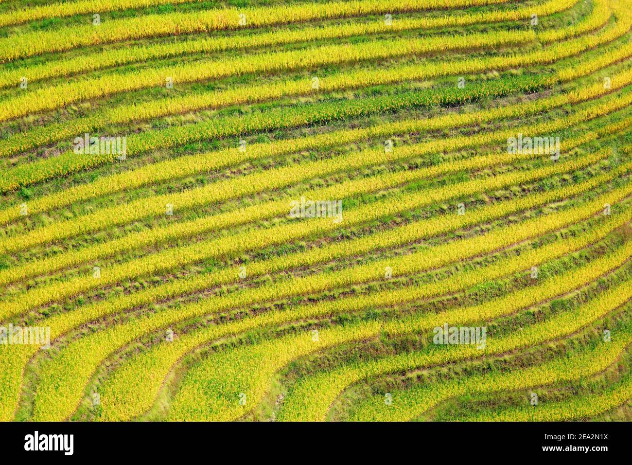The Longsheng Rice Terraces(Dragon's Backbone) also known as Longji ...