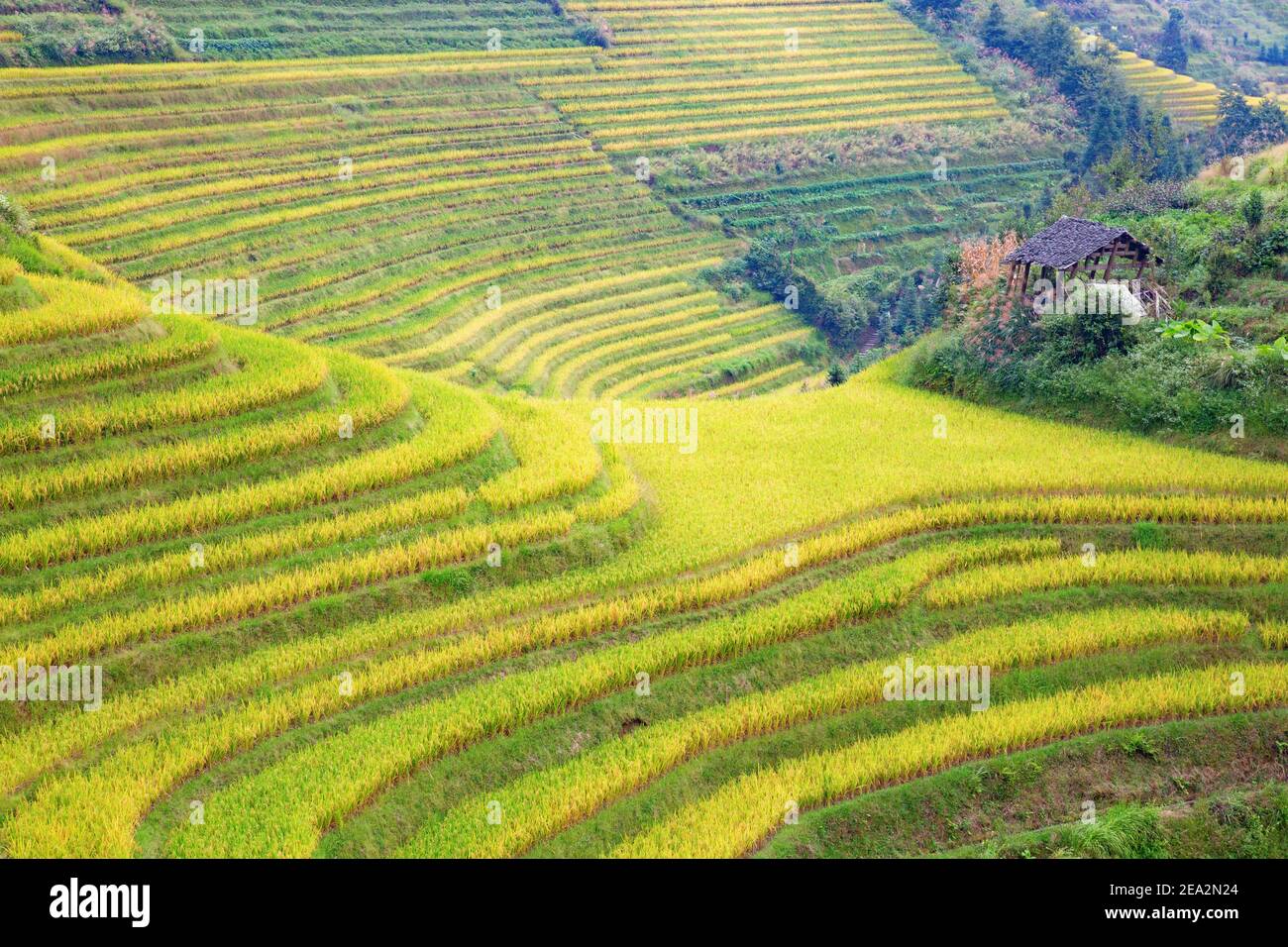 The Longsheng Rice Terraces(Dragon's Backbone) also known as Longji ...