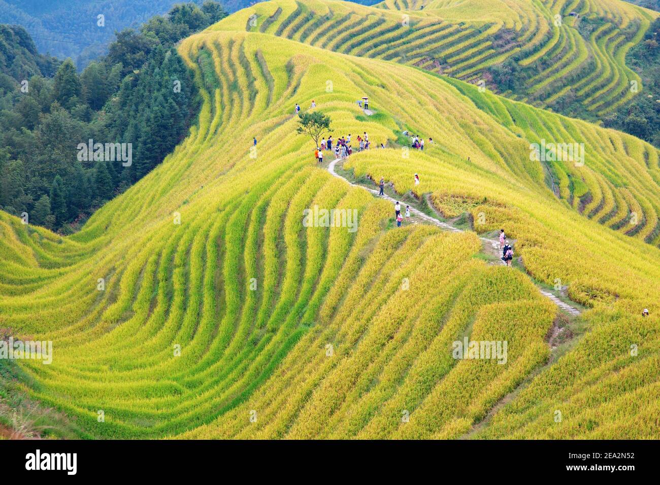 The Longsheng Rice Terraces(Dragon's Backbone) also known as Longji Rice Terraces are located in ...