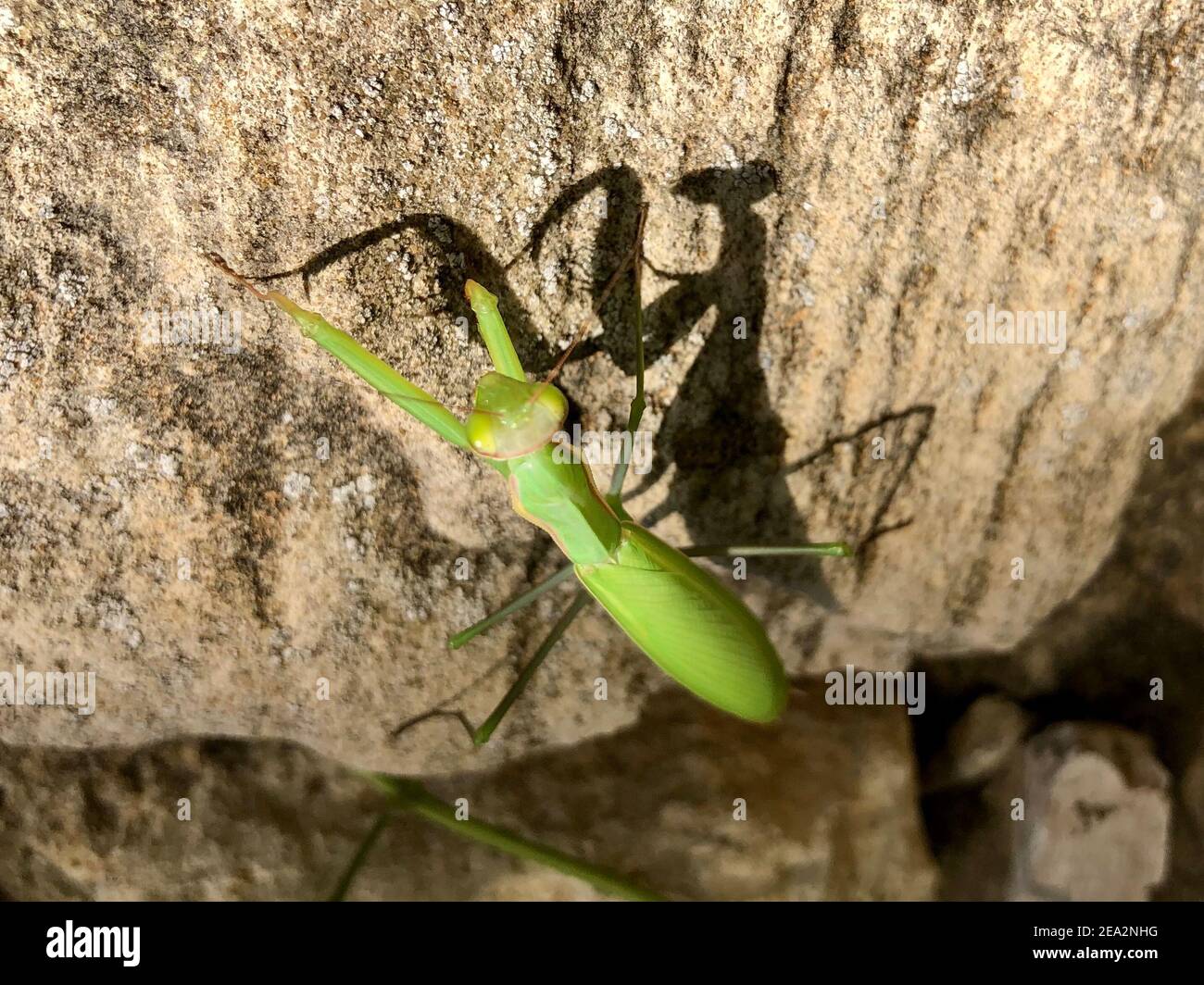 Mediterranean insects hi-res stock photography and images - Alamy