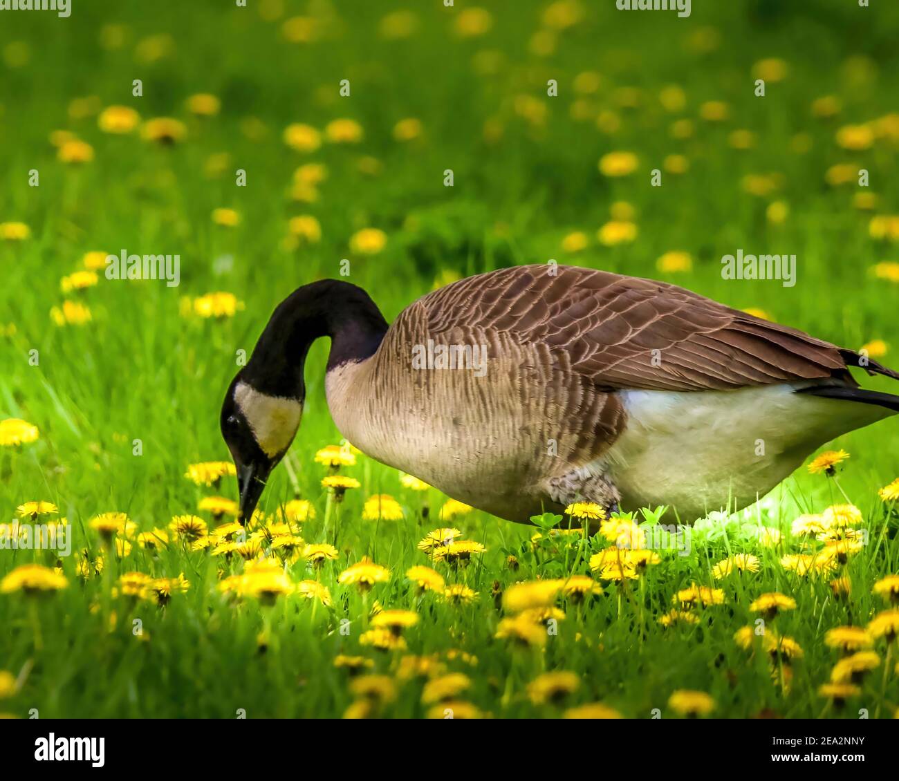 Canada goose eating hi-res stock photography and images - Alamy