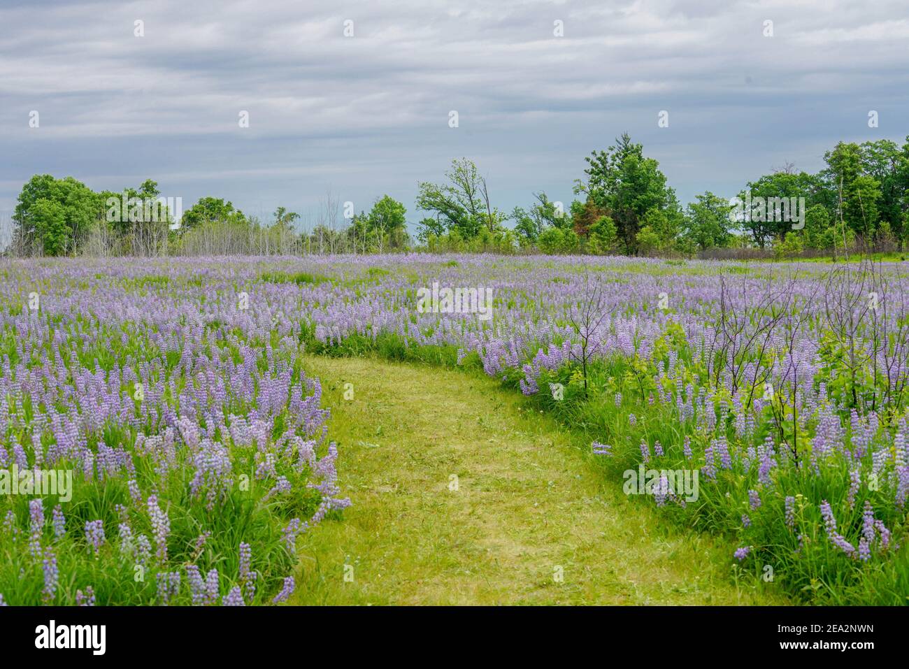 A beautiful trail leading through the lush lavender and purple lupines ...