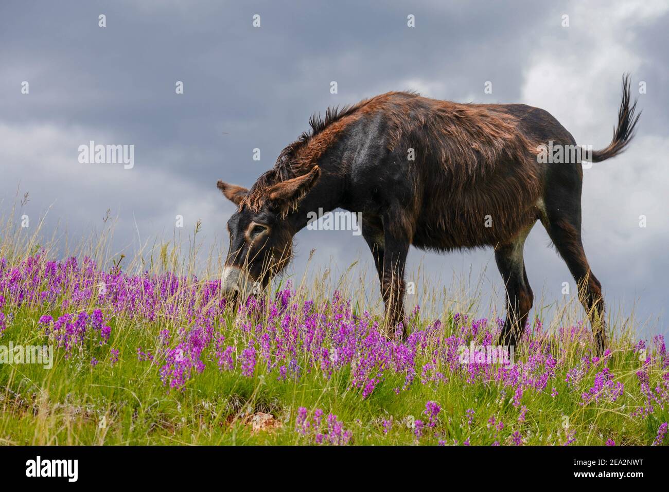 Brown Wild Burro grazing in the grass surrounded by lavender wild ...