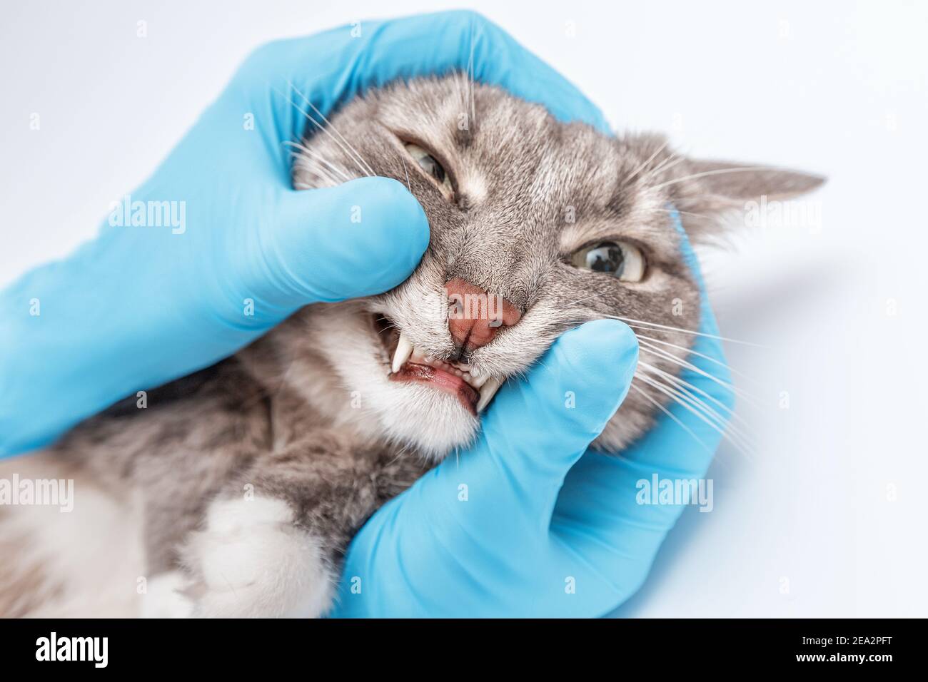 Veterinarian dentist checks the condition and health of the cat's teeth ...
