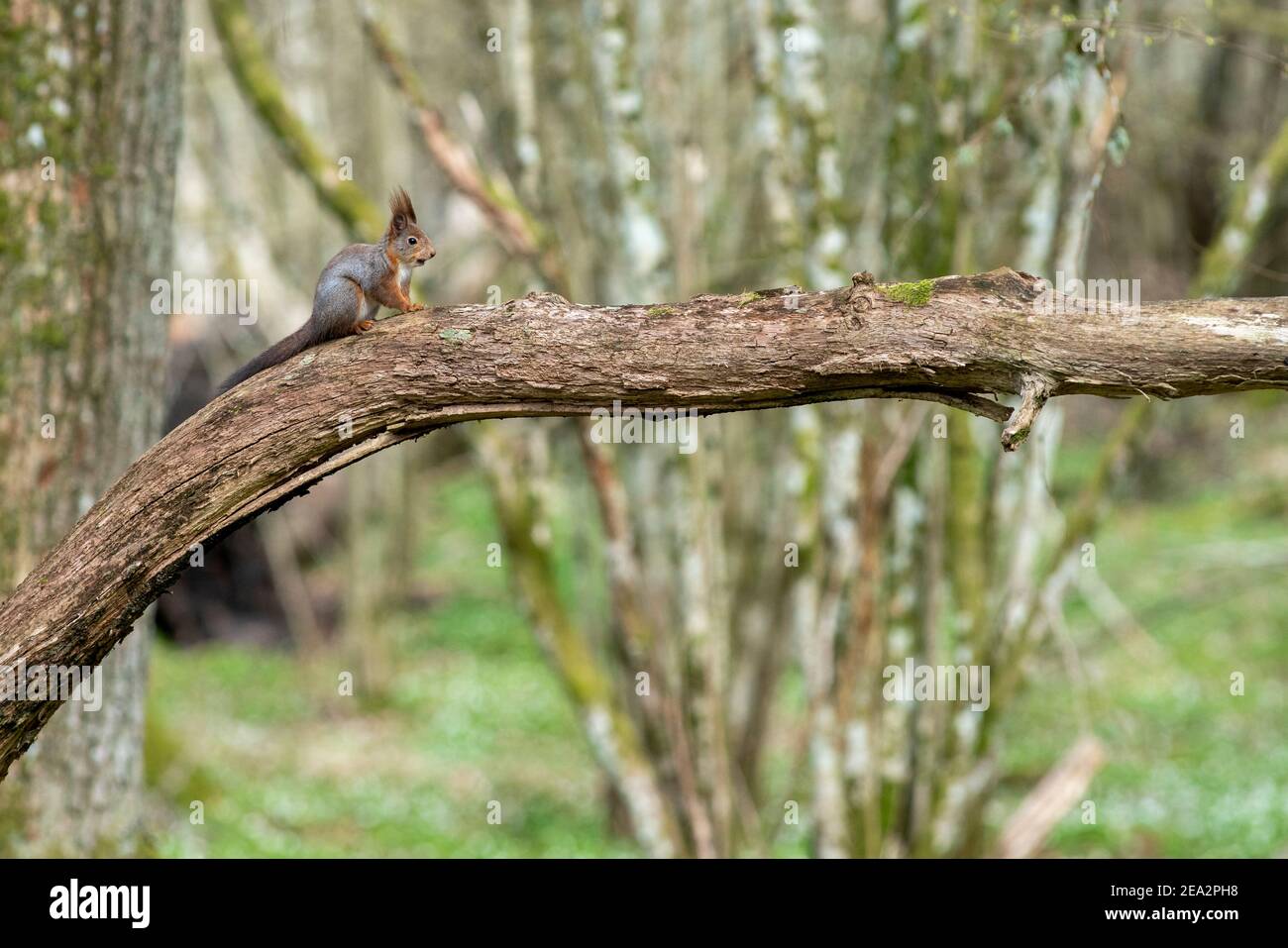 Squirrel in spring forest with flower forest bed of wood anemone Stock ...