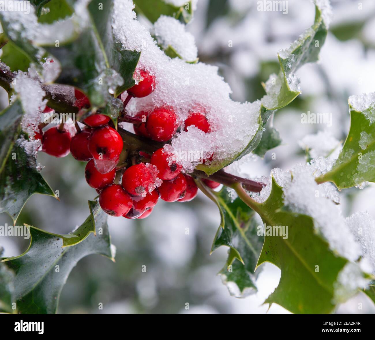 Holly Plant Snow