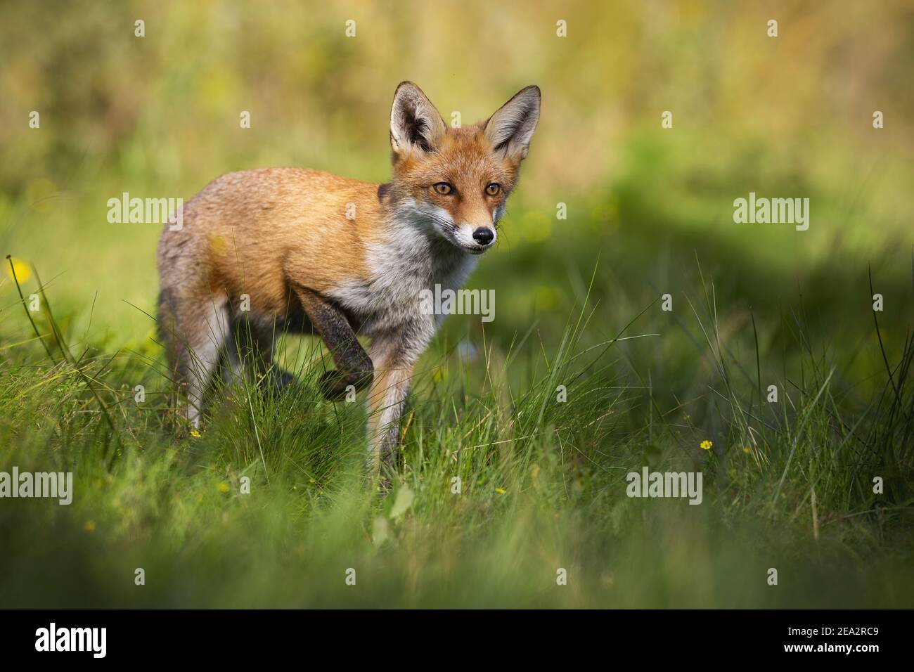 Red fox rising one leg and approaching from front on glade in summer ...