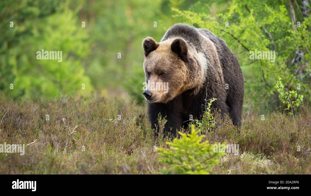 Large brown bear approaching on a moorland from front view with copy ...