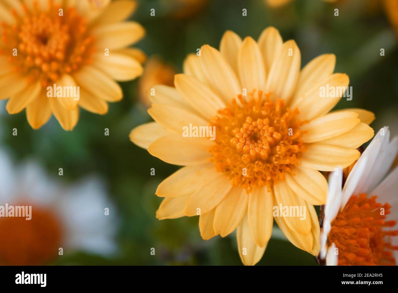 Flowers of dyer's chamomile (Anthemis tinctoria Stock Photo - Alamy