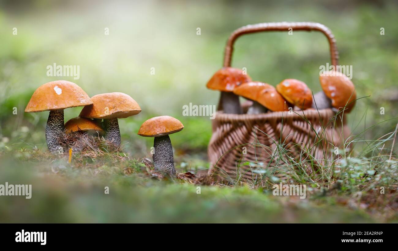 Basket full of edible mushrooms in summer nature Stock Photo - Alamy