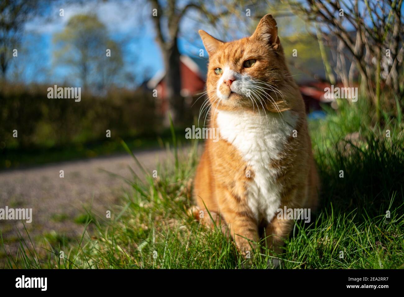 Domestic Orange Colored Cat Portrait in late Evening Sun in the Green ...