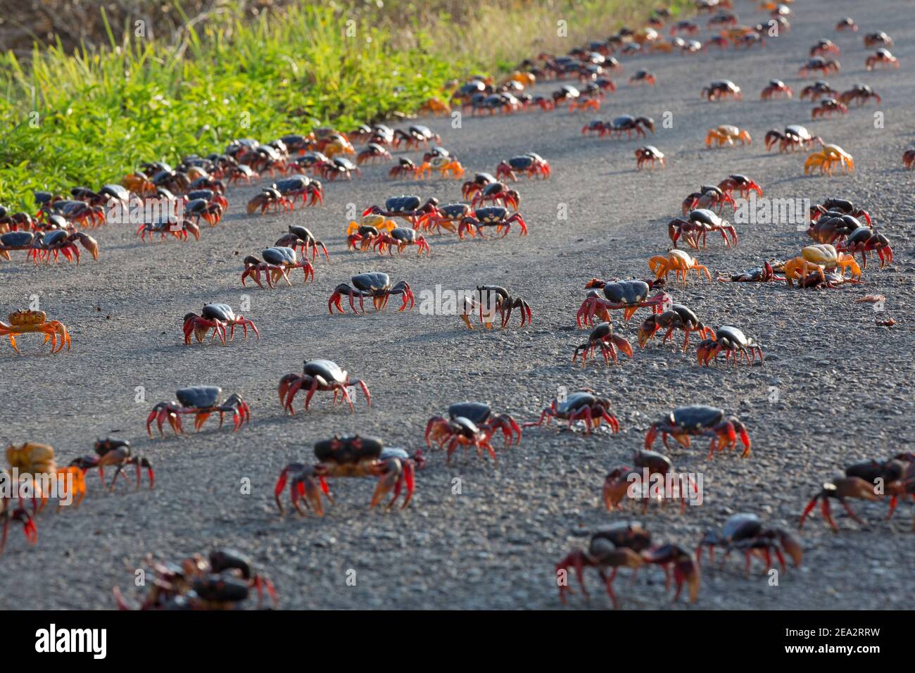 Gecarcinus ruricola road hi-res stock photography and images - Alamy