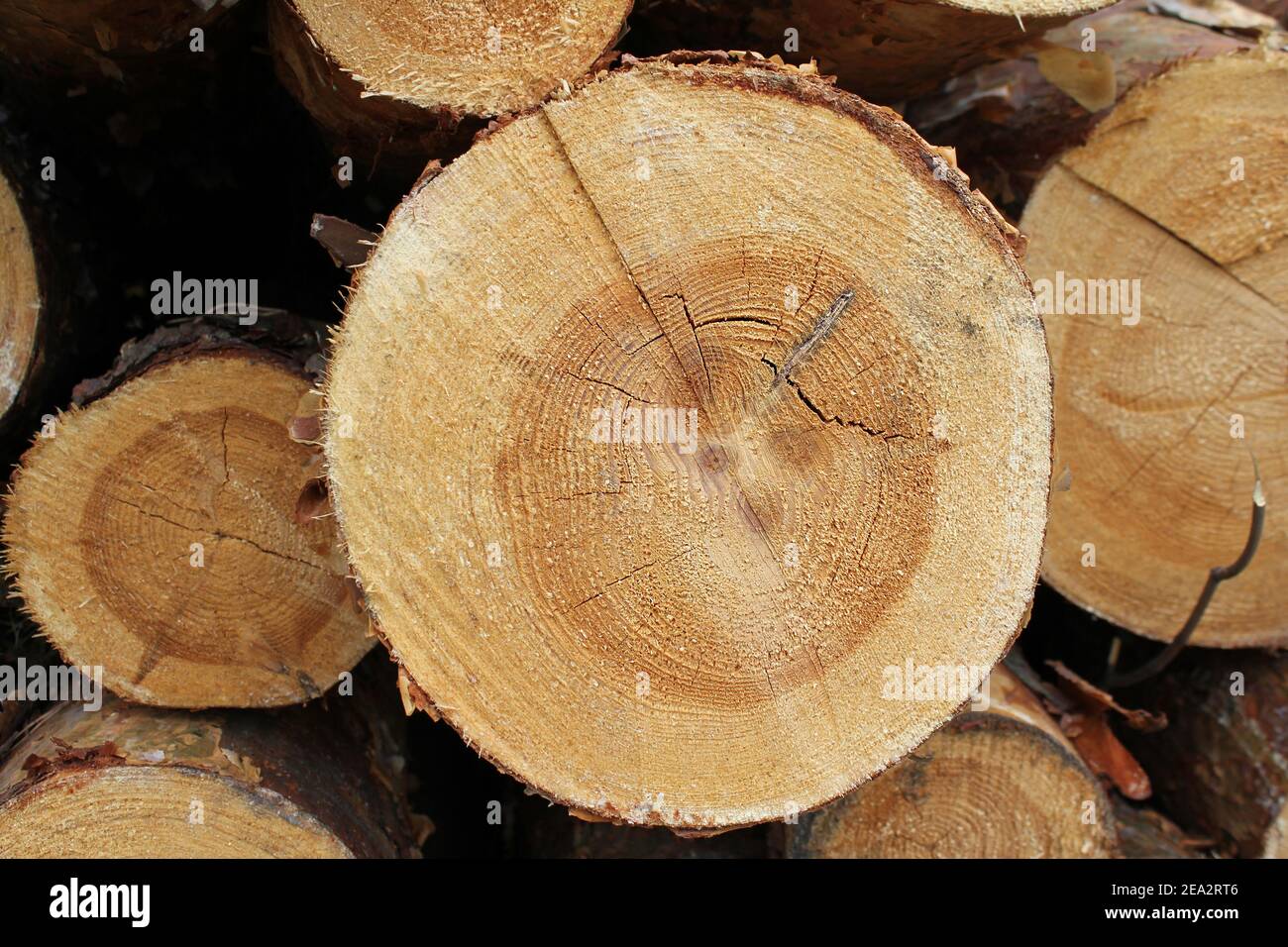 Cut pine trunks cross-section. Cutting down trees in the forest Stock ...