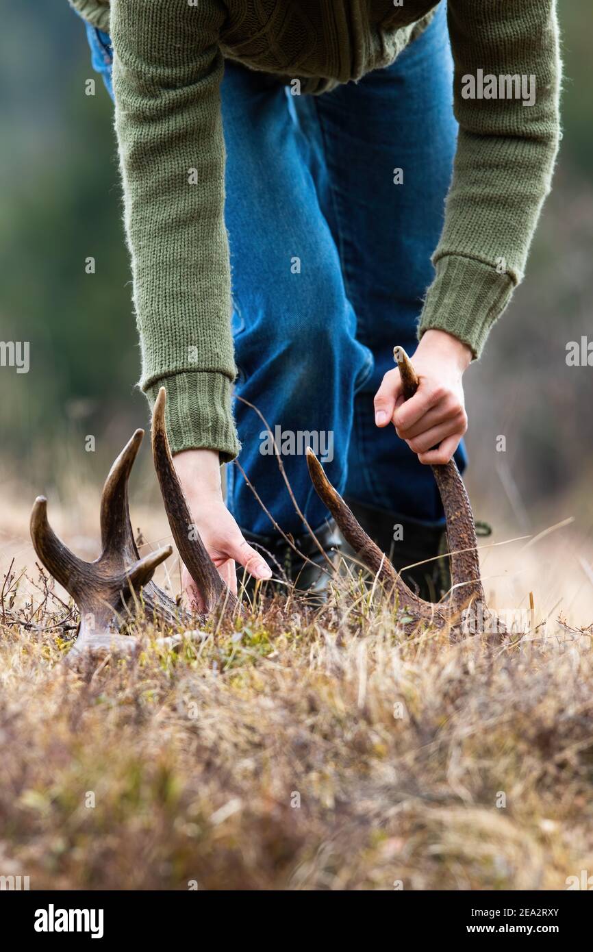 Vertical composition a human collecting shed deer antler in spring ...