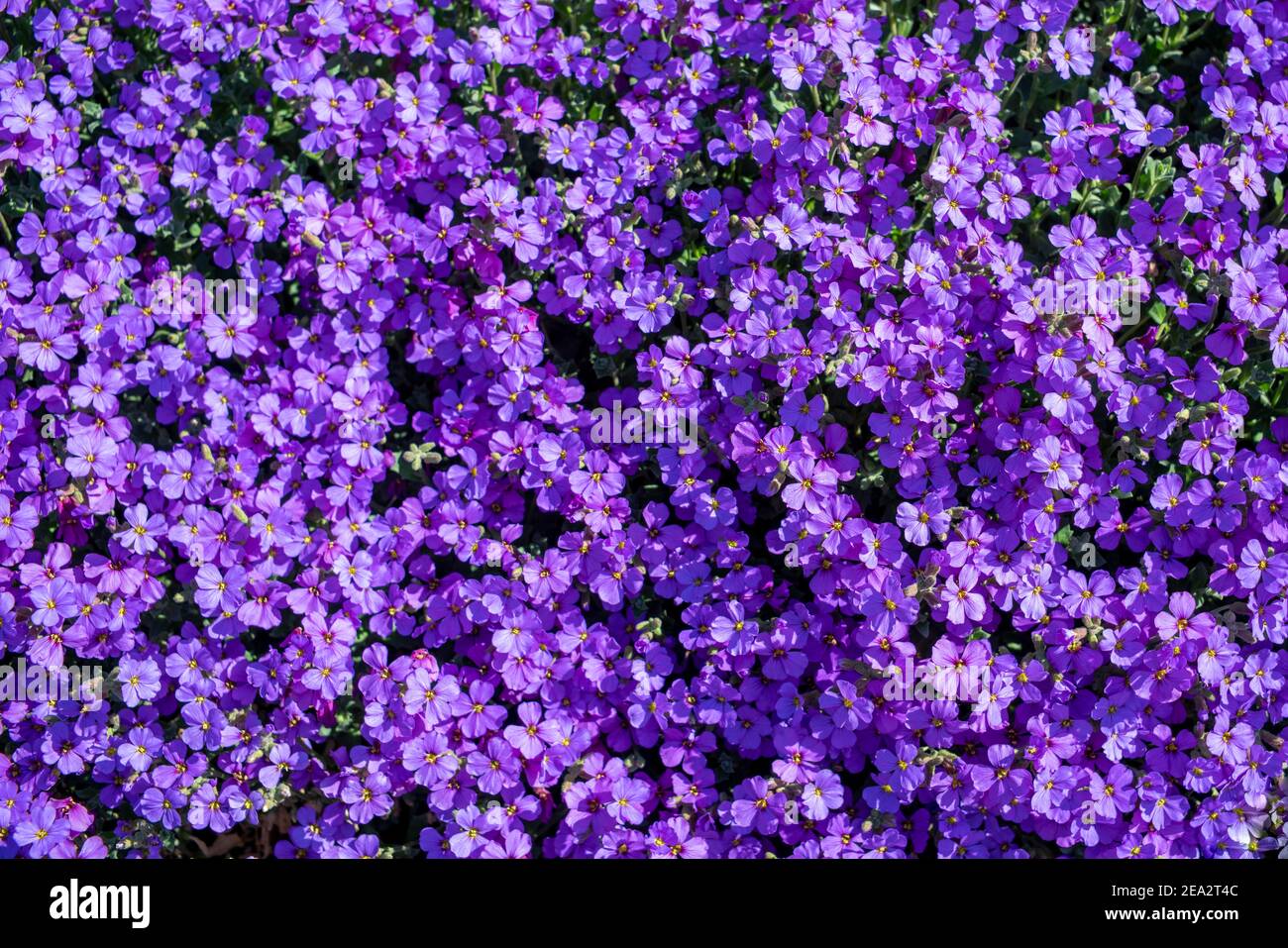 Purple Flower Texture