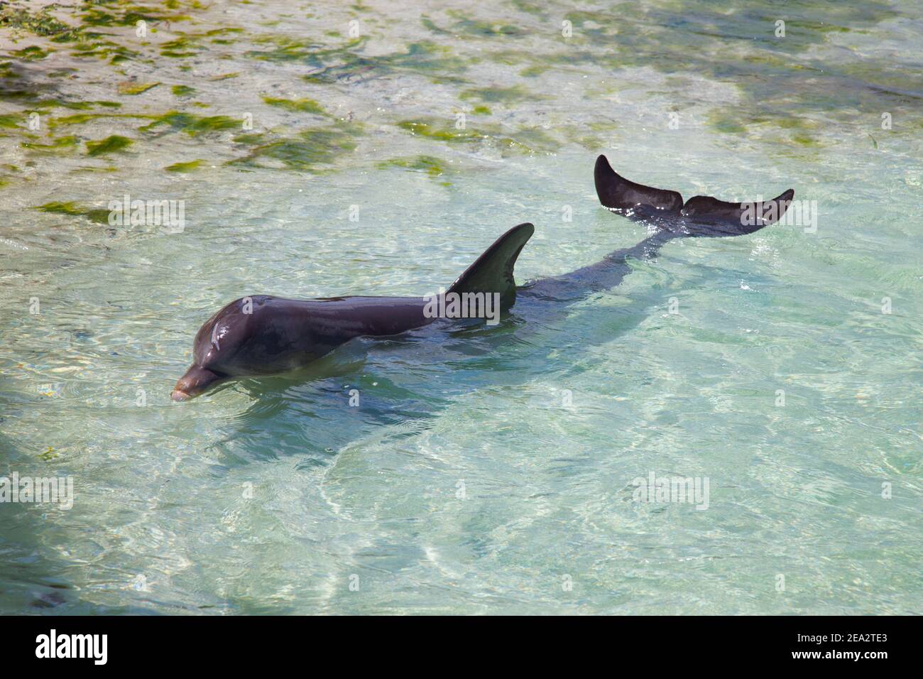 Dolphin clean hi-res stock photography and images - Alamy