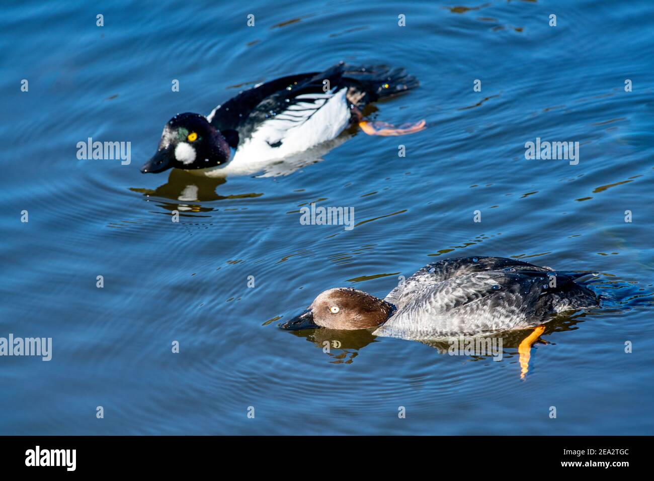 Common goldeneye duckling hi-res stock photography and images - Alamy