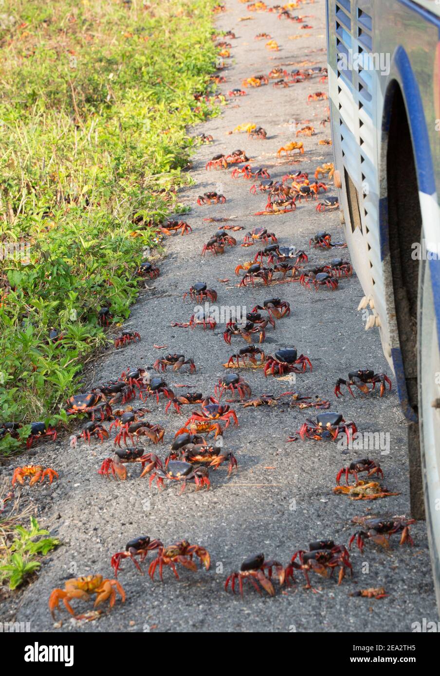 Land crabs hi-res stock photography and images - Alamy