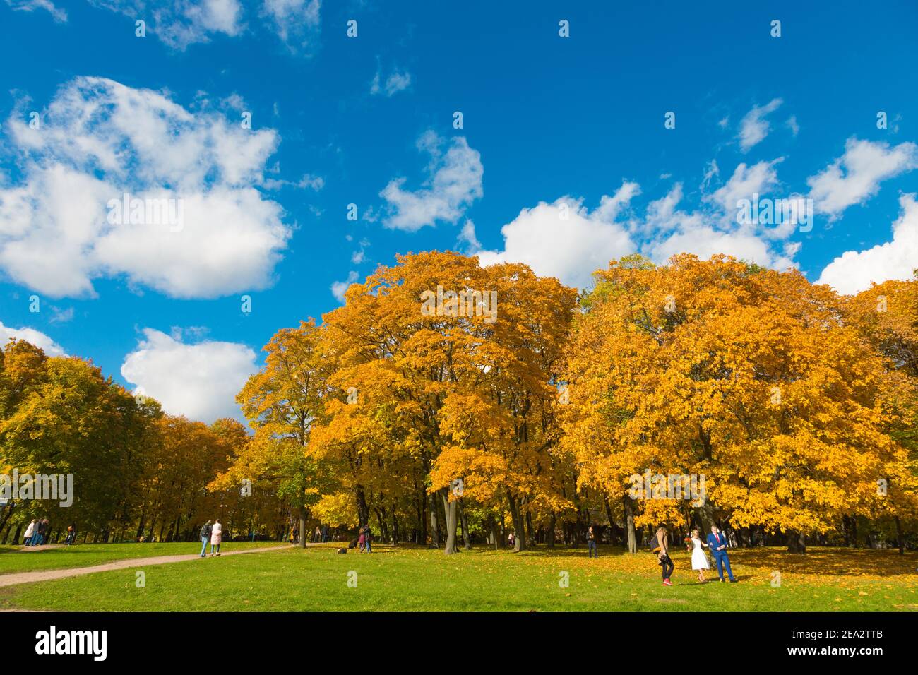Moscow/Russia:Yellow maple trees are in Kolomenskoye park. People ...