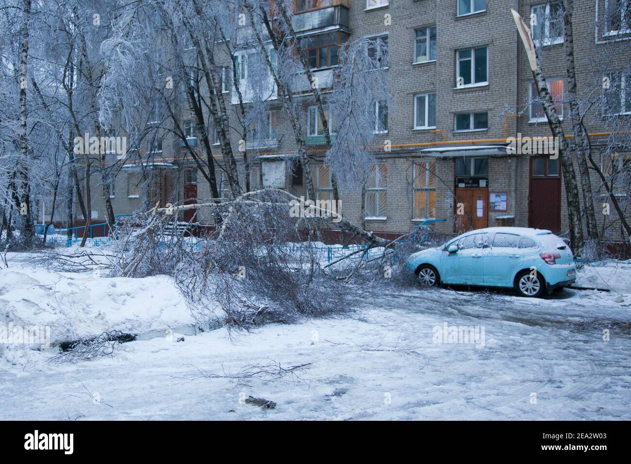 MOSCOW, RUSSIA: Frozen Tree fell in front of the car due to ice Stock ...
