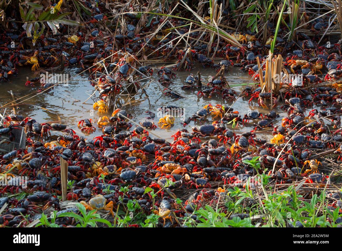 Cuban Land Crabs, Gecarcinus ruricola, on Spring migration, March ...