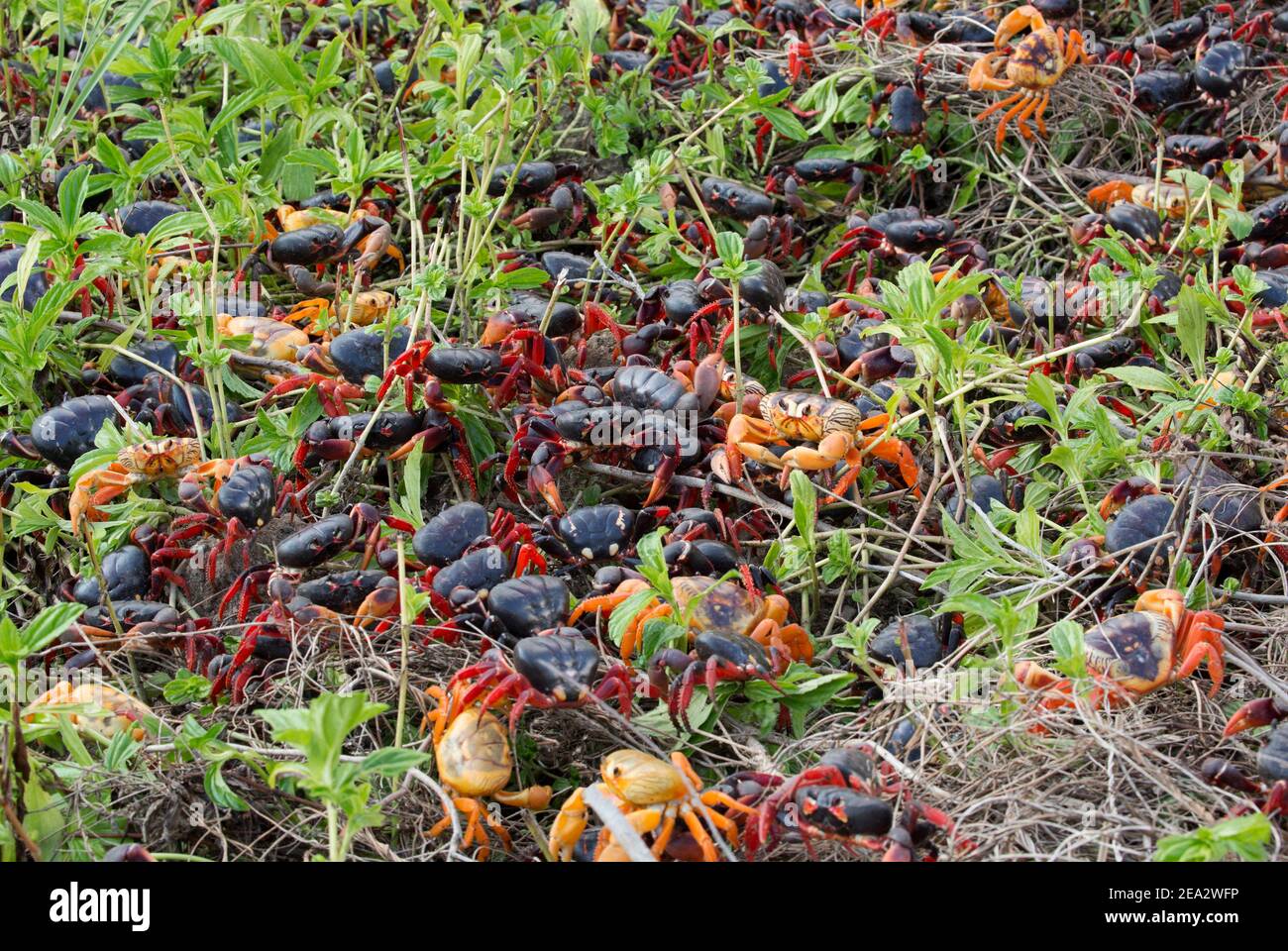 Mass migration hi-res stock photography and images - Alamy