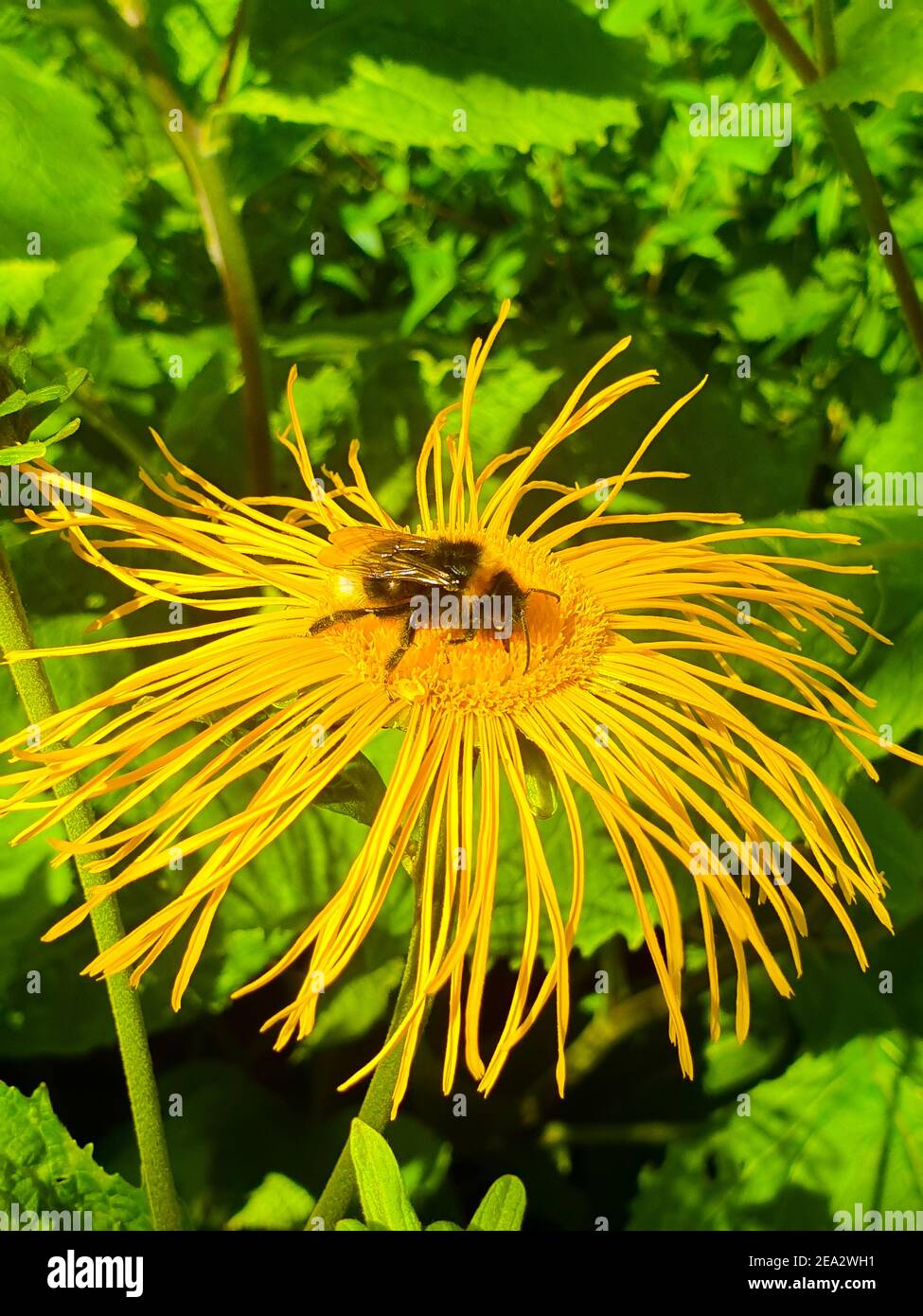 Yellow flower plant with bee, Cannon Hill Country Park at Summer in ...