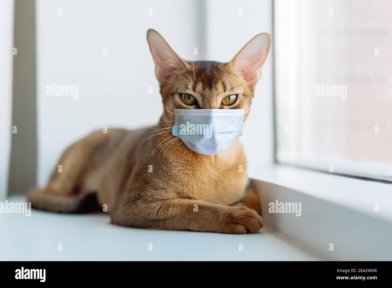 Allergic cat hi-res stock photography and images - Alamy