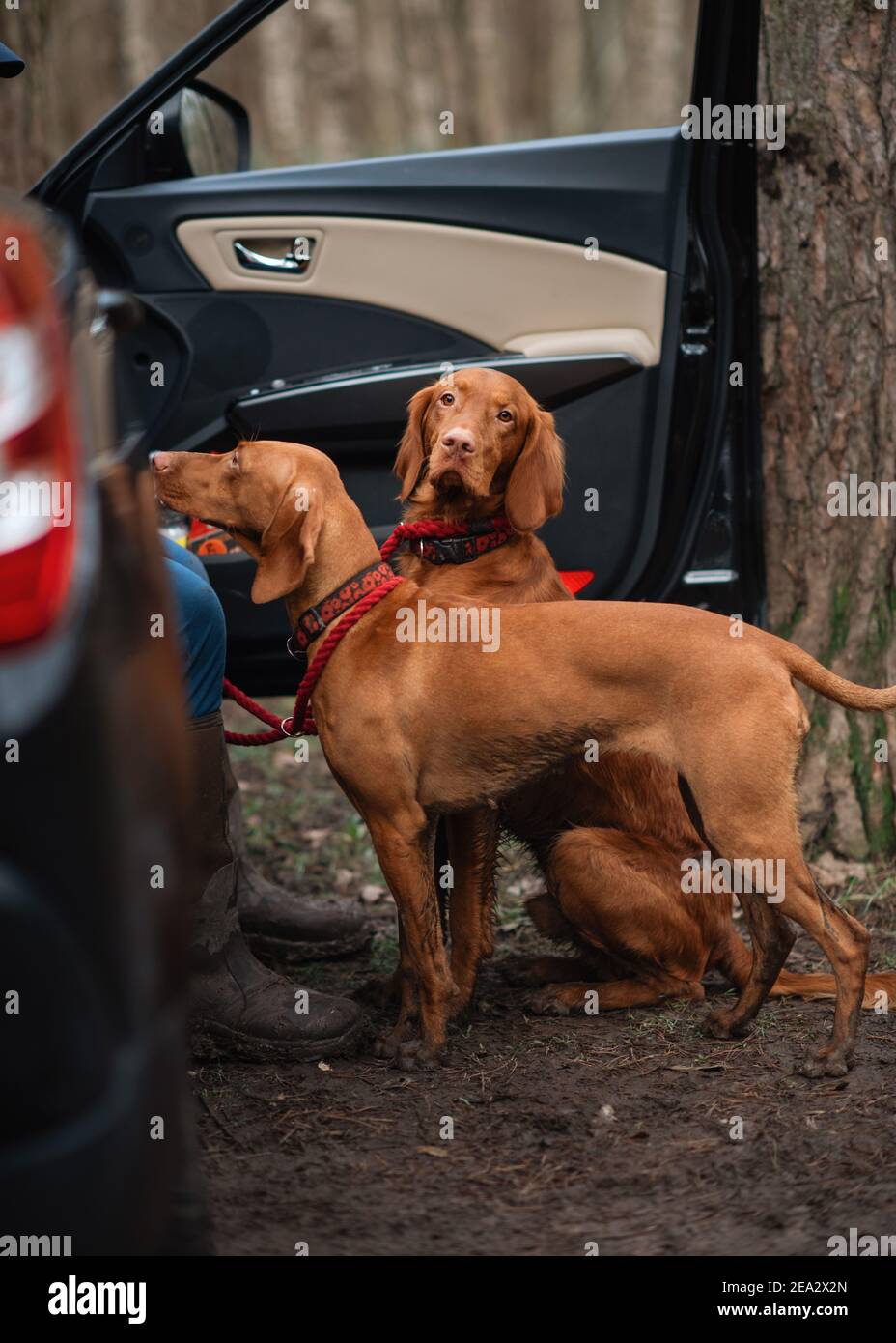 Two red Vizsla dogs walking near car Stock Photo - Alamy