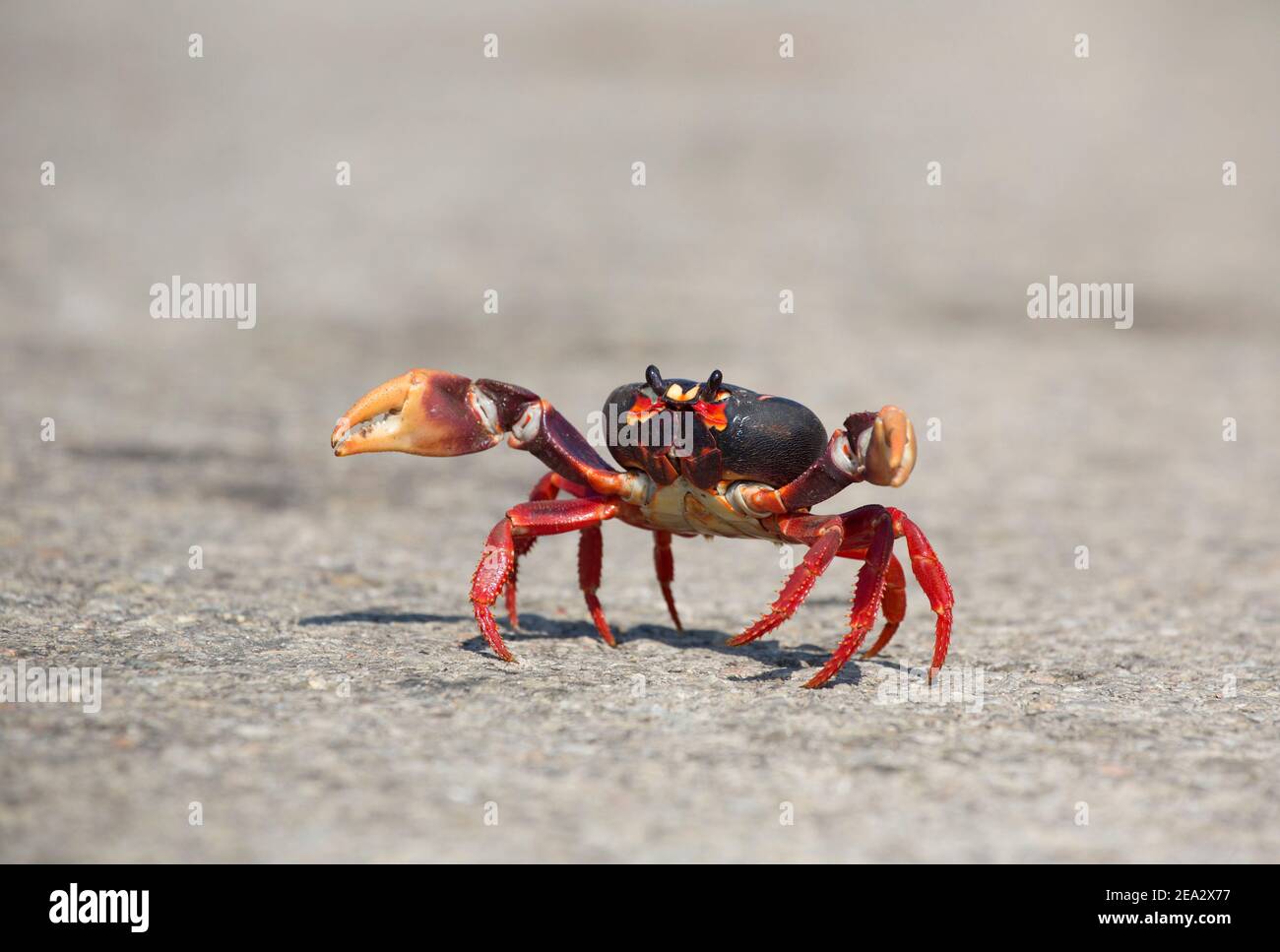 Black land crab hi-res stock photography and images - Alamy