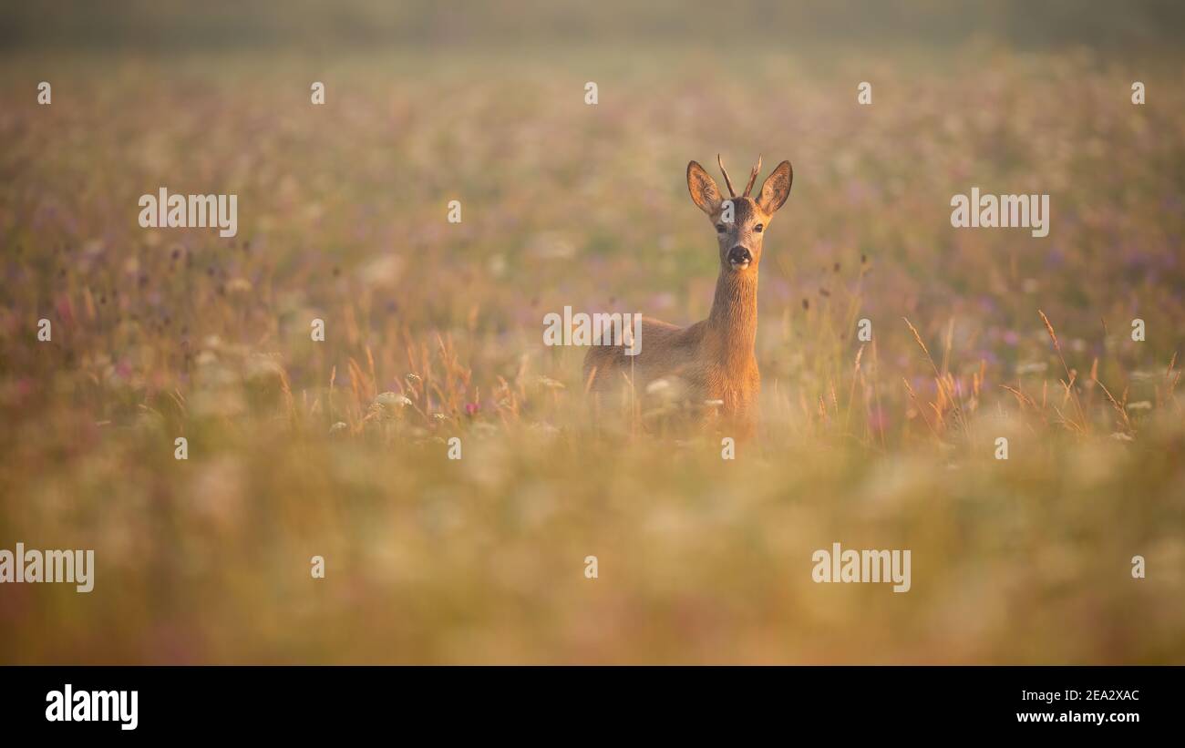 Roebuck capreolus capreolus in the morning mist in a meadow hi-res ...