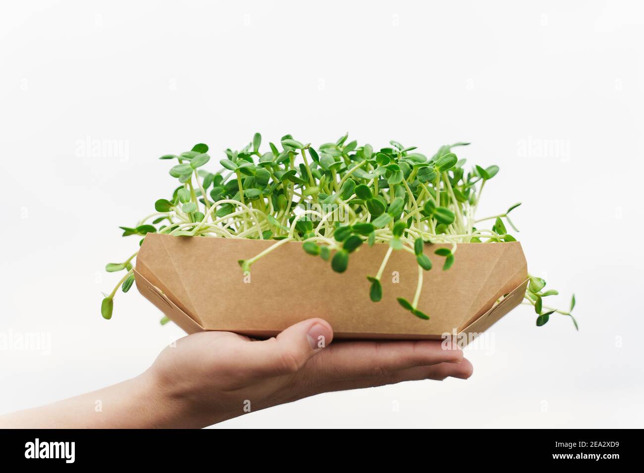 Microgreen with soil in disposable eco plate in hands closeup. Man ...
