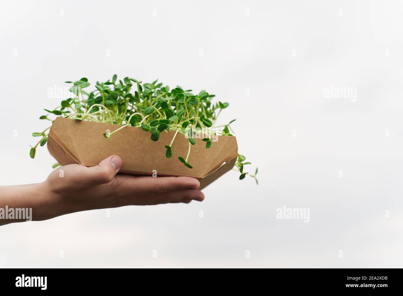 Closeup microgreen with soil in disposable plate in hands. Green ...