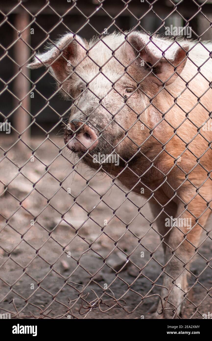 Dirty pig eating in an organic meat farm. Close up eyes and blur ...