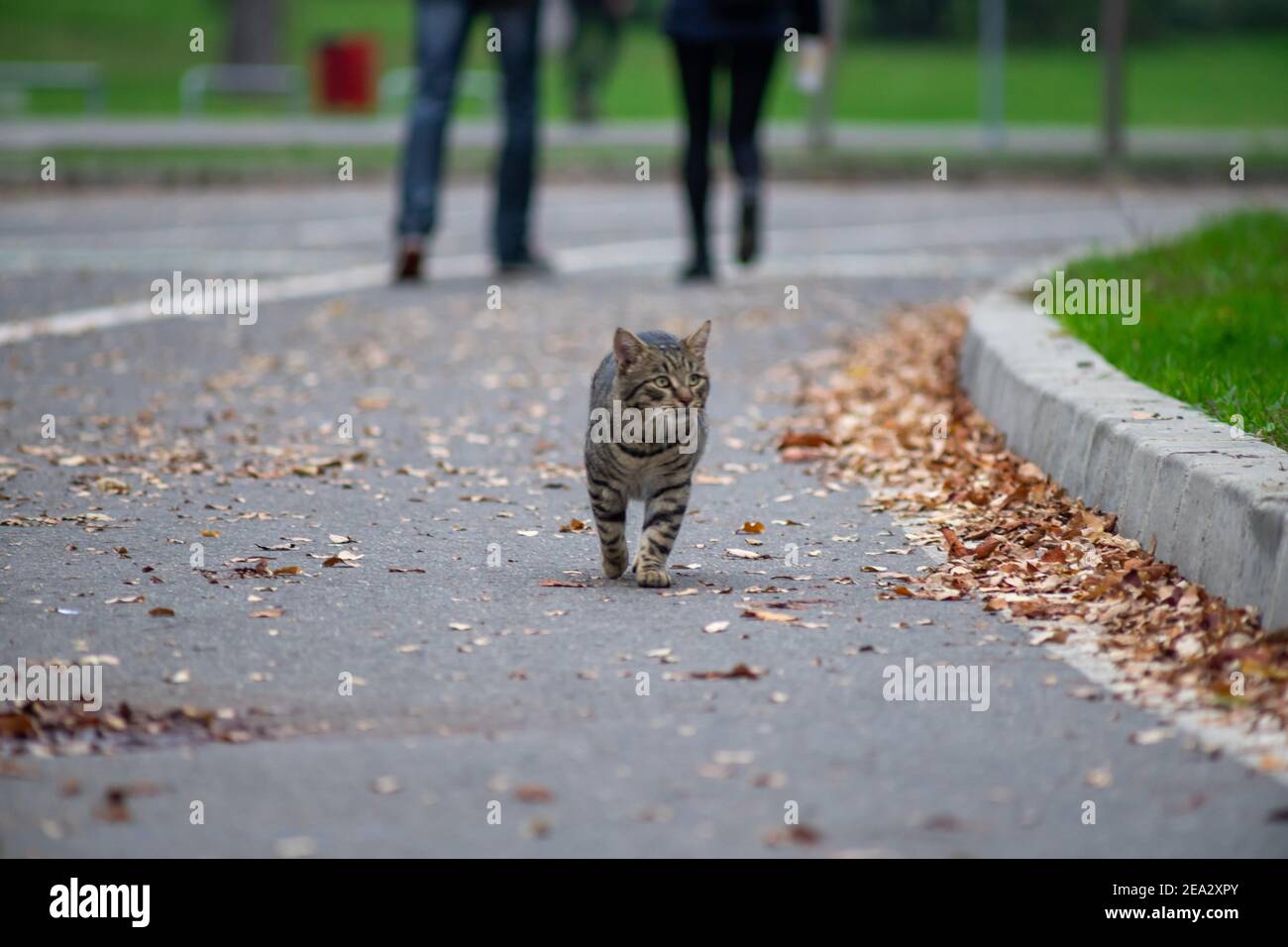 Homeless cat walking city hi-res stock photography and images - Alamy