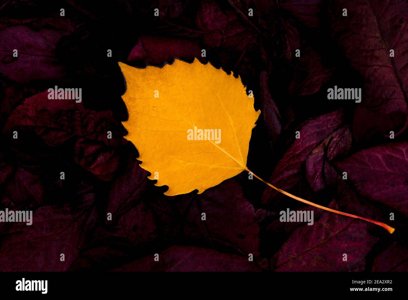 Vibrant leaf patterns hi-res stock photography and images - Alamy