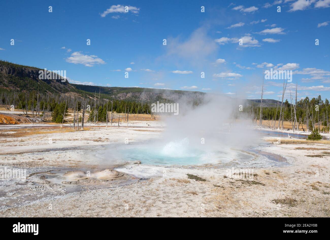 Geyser eruption in the Yellowstone national park, USA Stock Photo - Alamy